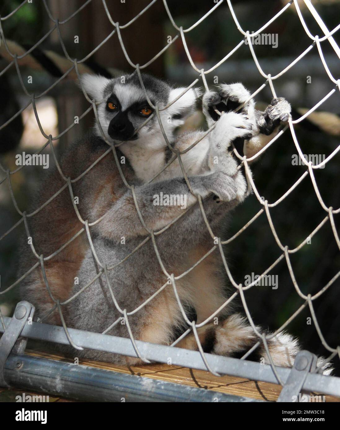 EXCLUSIVE!! A Lemur at the Wild Things wild life park in Northern ...