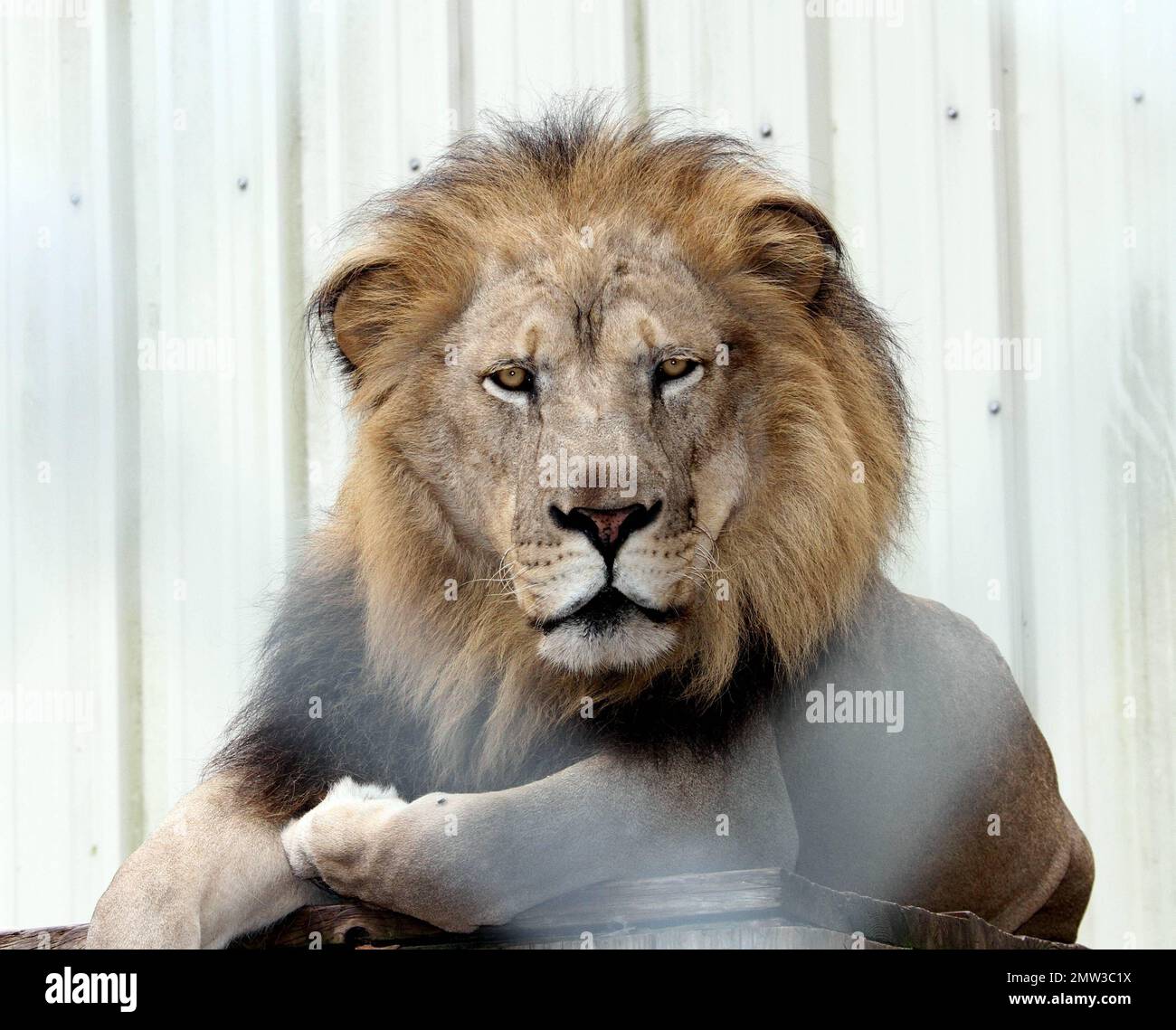EXCLUSIVE!! A Lion at the Wild Things wild life park in Northern ...