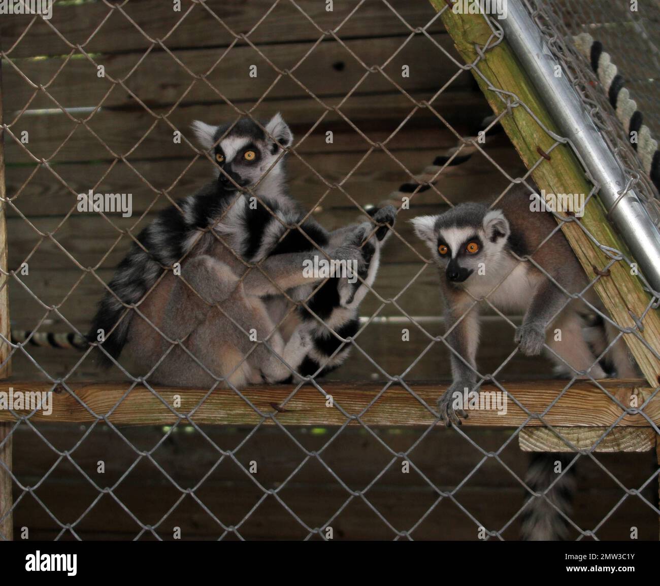 EXCLUSIVE!! Mother and son Lemur family at the Wild Things wild life ...