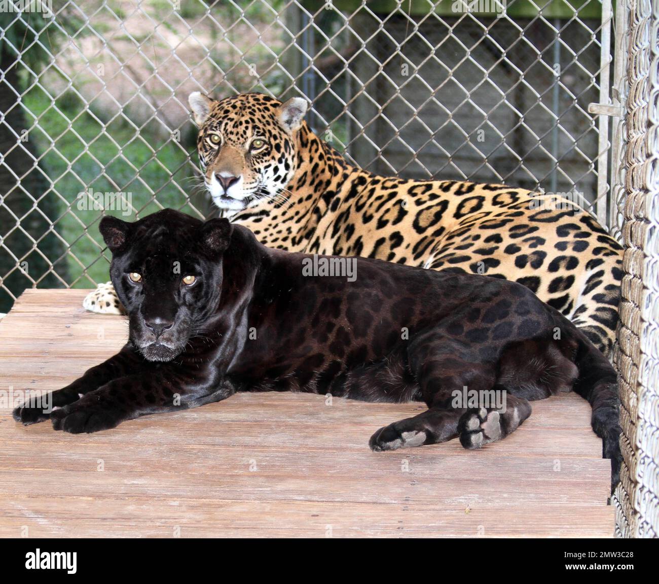 EXCLUSIVE!! Spotted Panthers at the Wild Things wild life park in ...