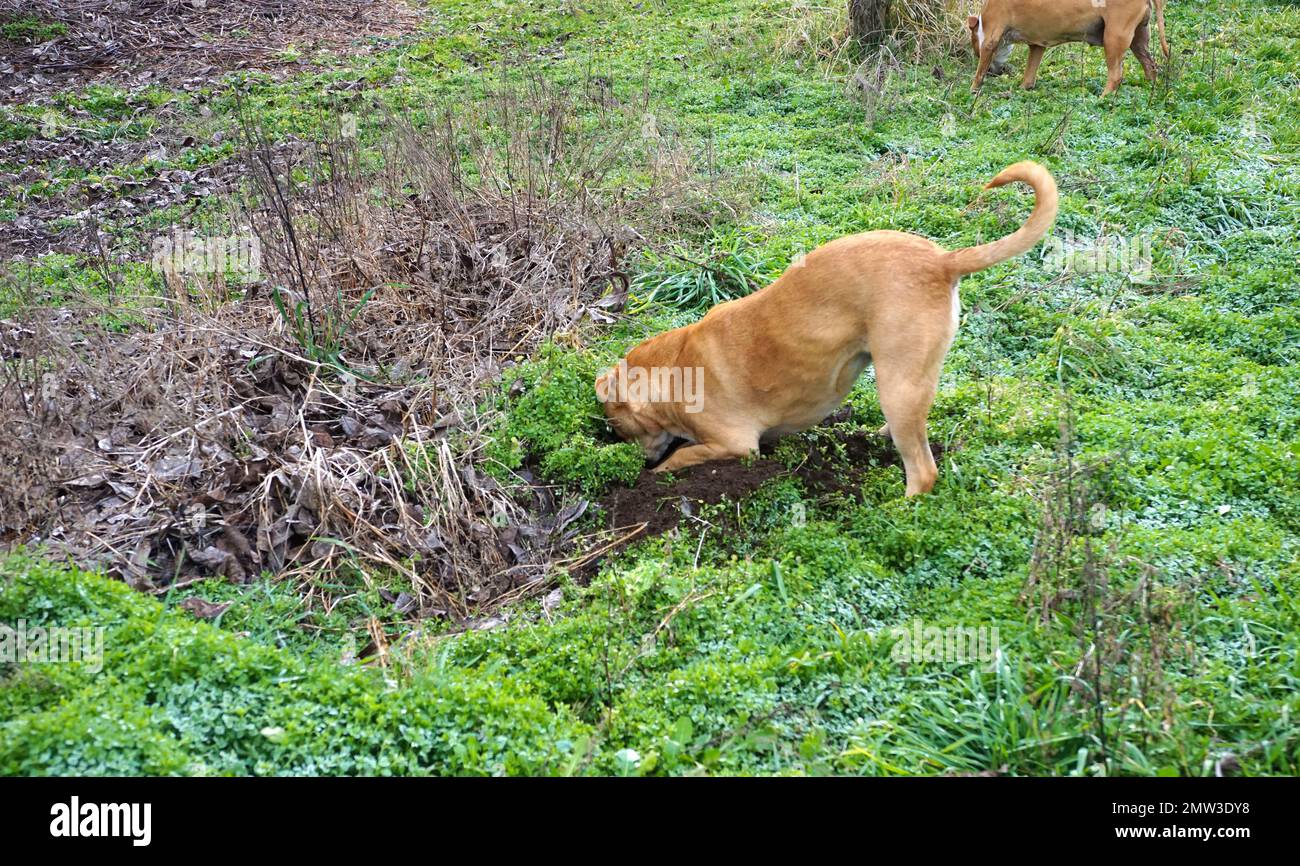 Mixed staffy Dog dig a hole Stock Photo - Alamy