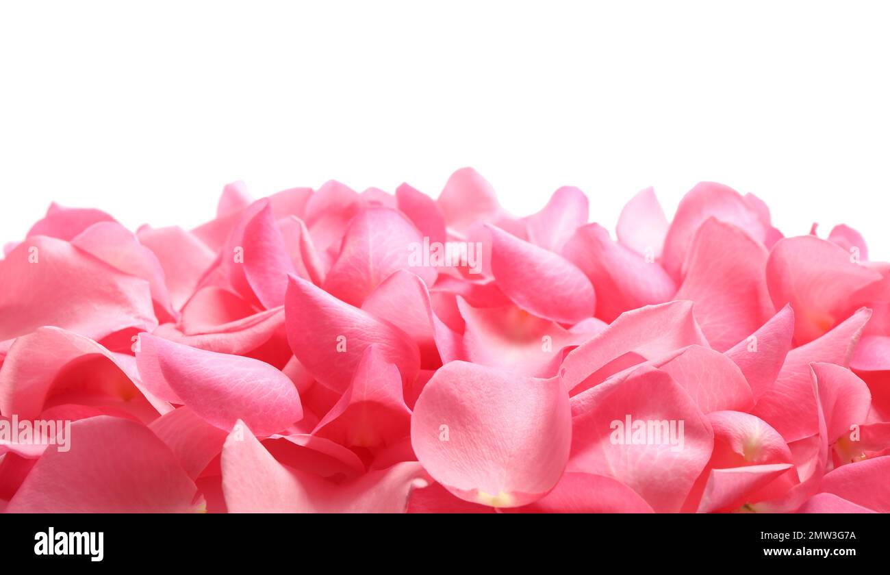 Pile of fresh pink rose petals on white background Stock Photo - Alamy