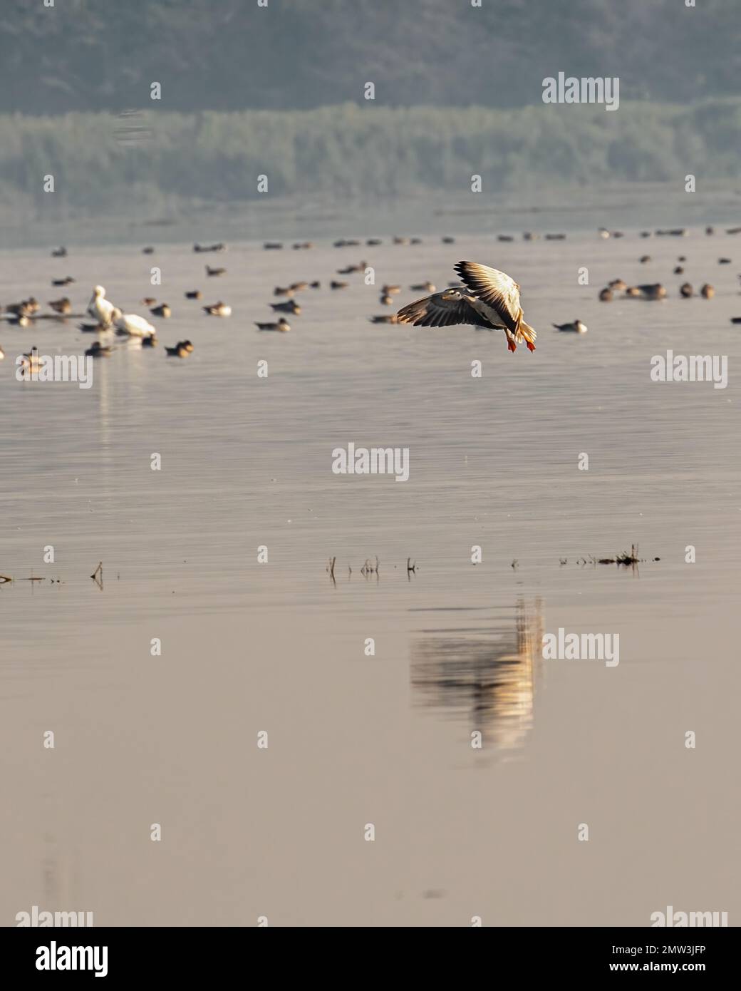 A bar headed goose landing in a lake Stock Photo - Alamy