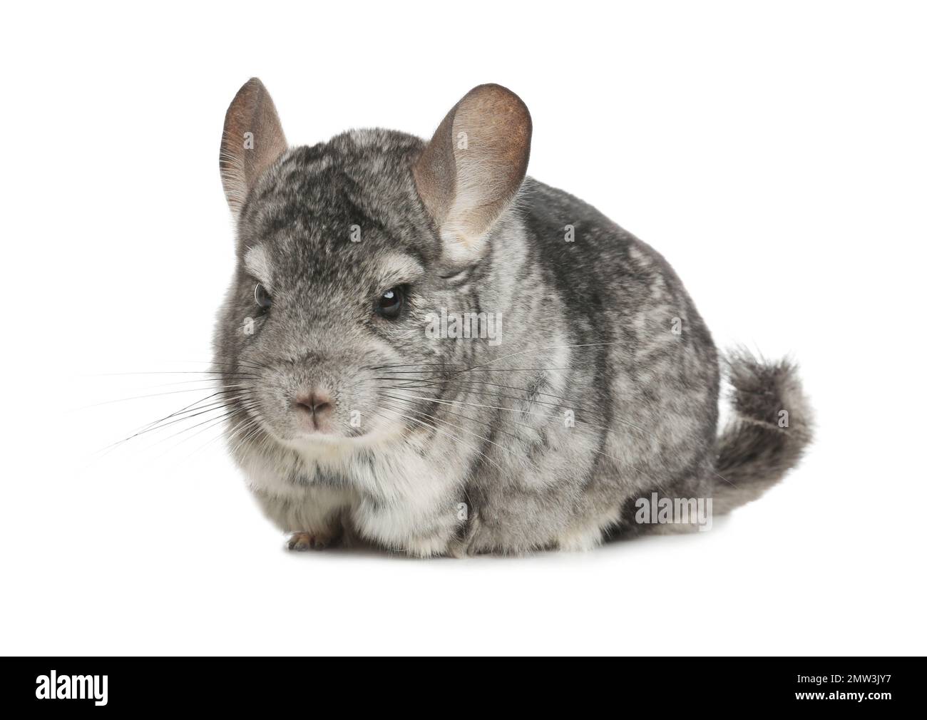 Cute funny grey chinchilla isolated on white Stock Photo - Alamy