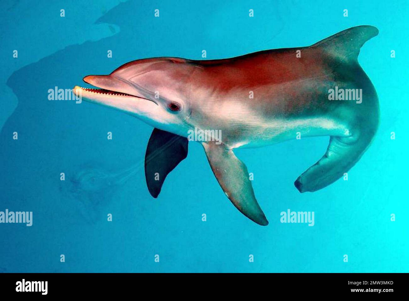 Even dolphins can wear prosthetic limbs! Two years ago Winter lost her ...