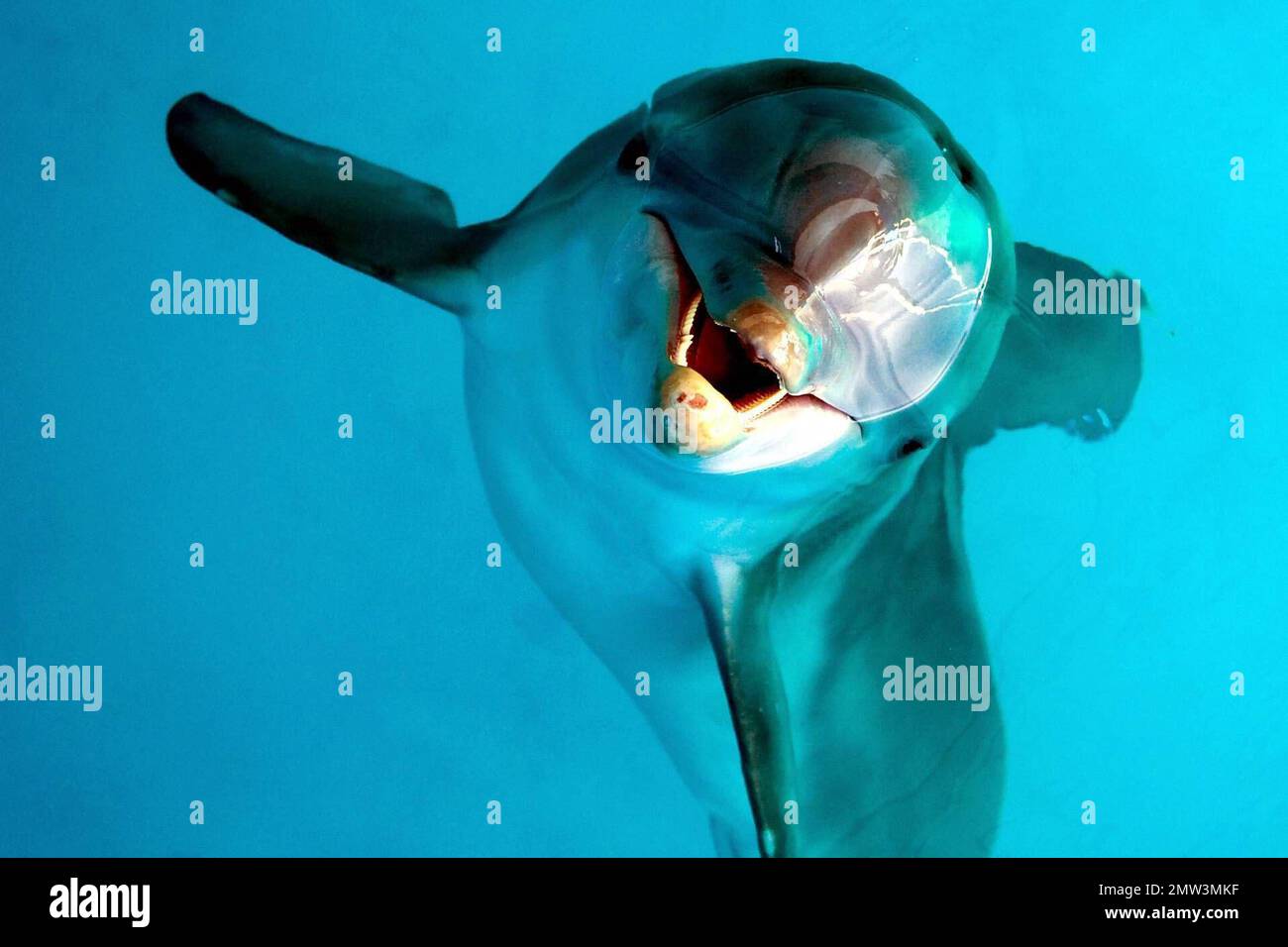 Even dolphins can wear prosthetic limbs! Two years ago Winter lost her ...