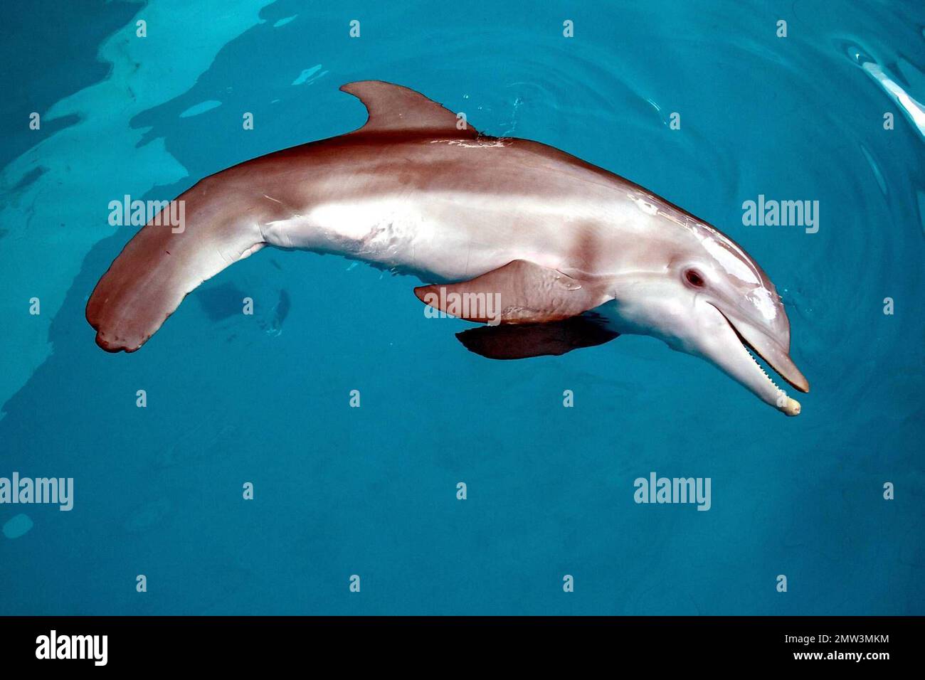 Winter The Dolphin Now