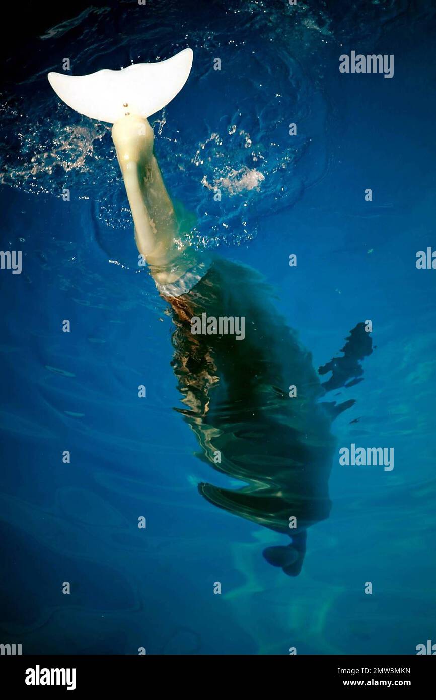 Even dolphins can wear prosthetic limbs! Two years ago Winter lost her ...