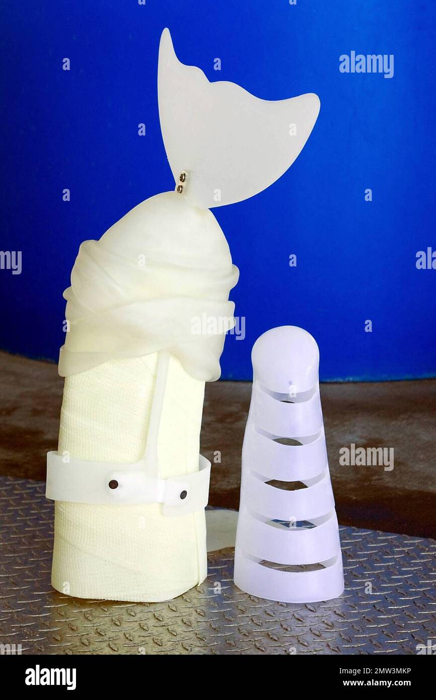 Even dolphins can wear prosthetic limbs! Two years ago Winter lost her ...