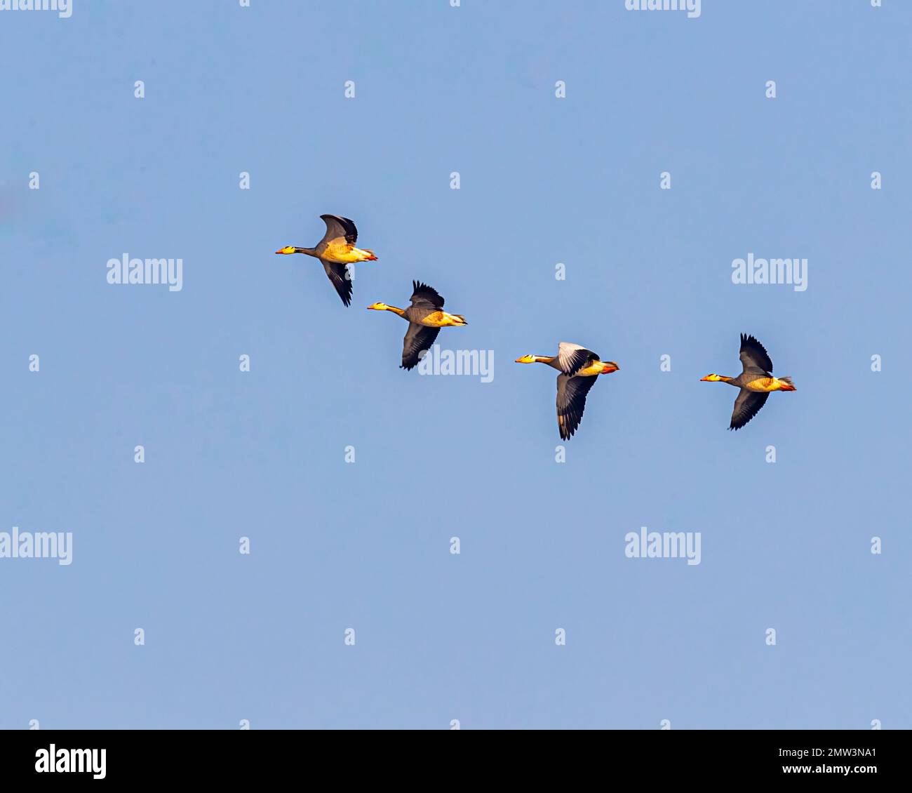 Bar headed goose flying hi-res stock photography and images - Alamy