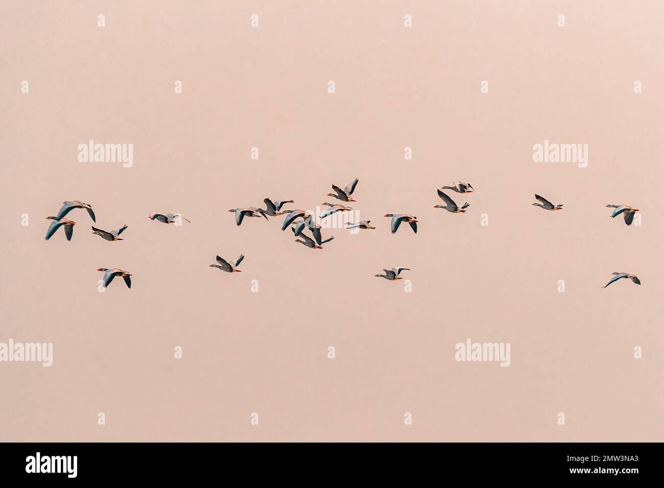 The golden goose bar hi-res stock photography and images - Alamy