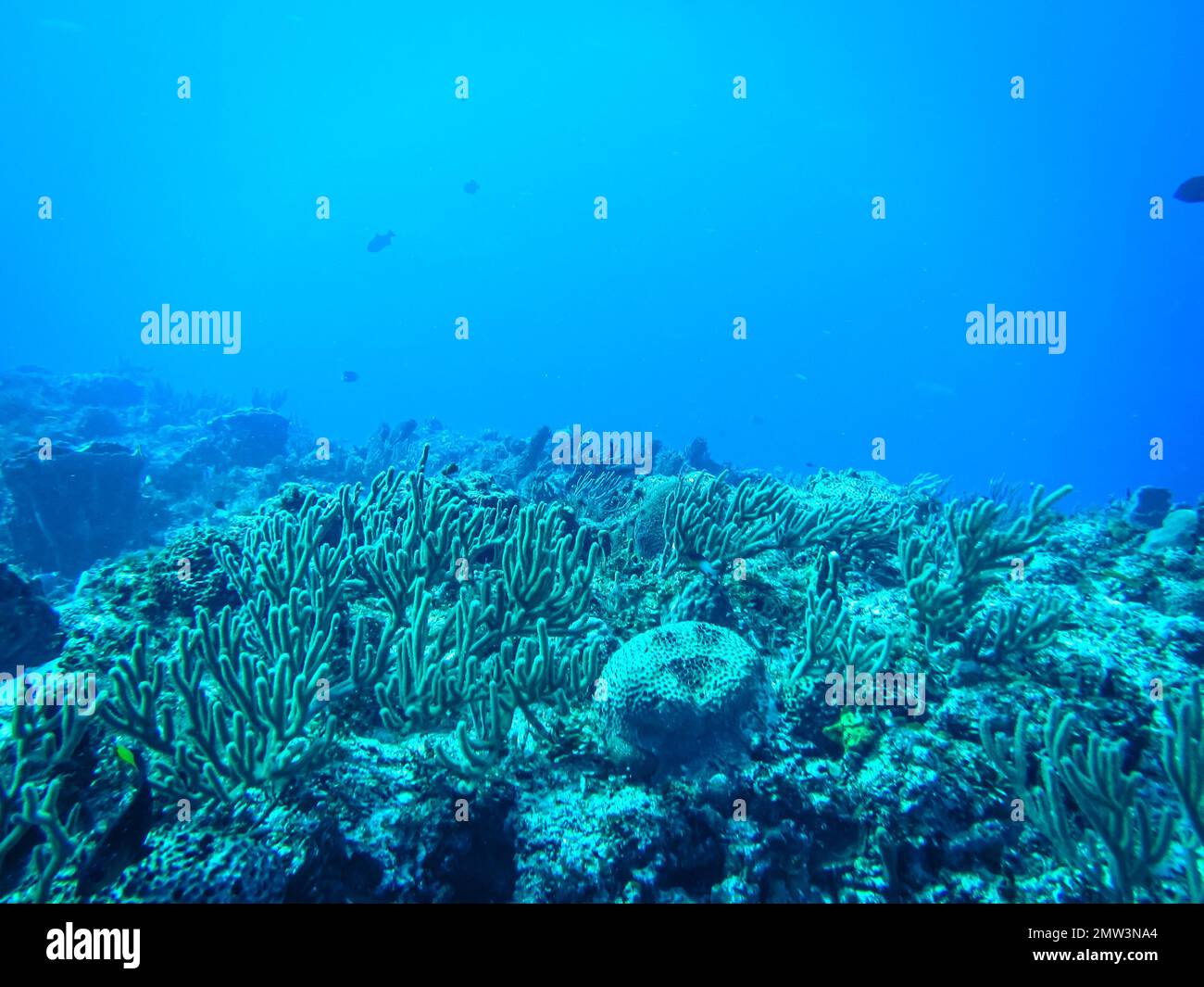 Underwater view of a coral reef in Mexico Stock Photo - Alamy