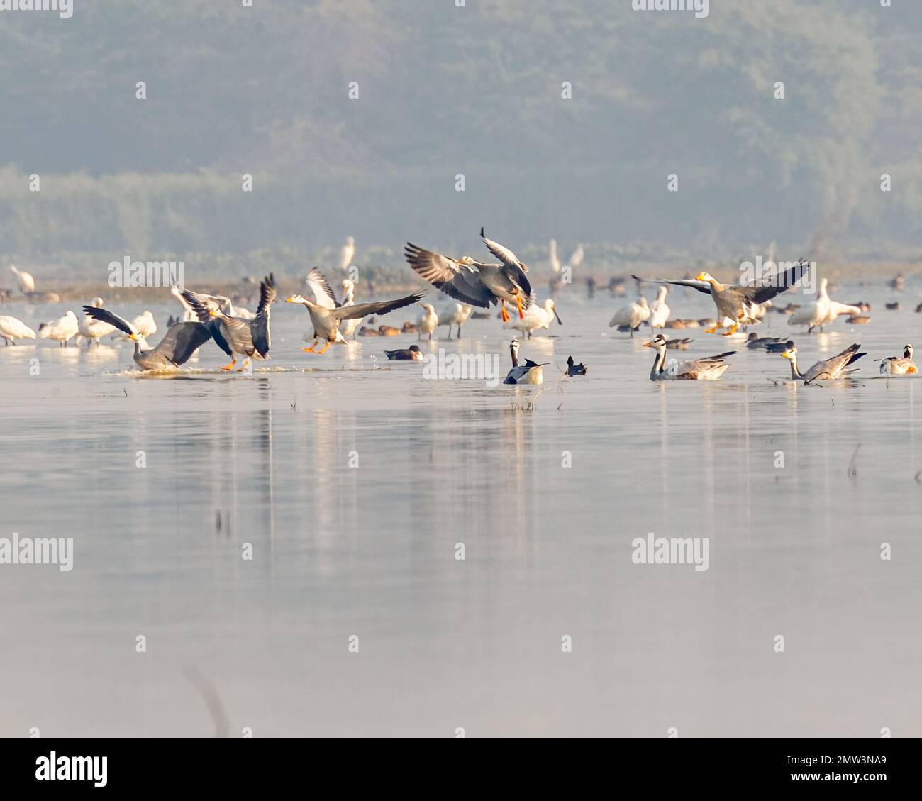 The golden goose bar hi-res stock photography and images - Alamy