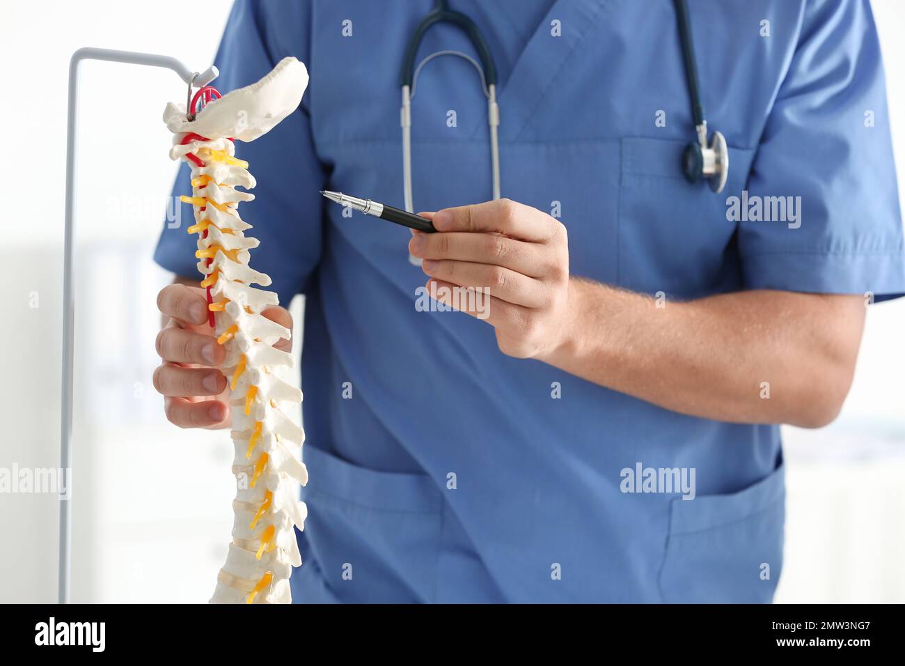 Male orthopedist pointing on human spine model, closeup Stock Photo - Alamy