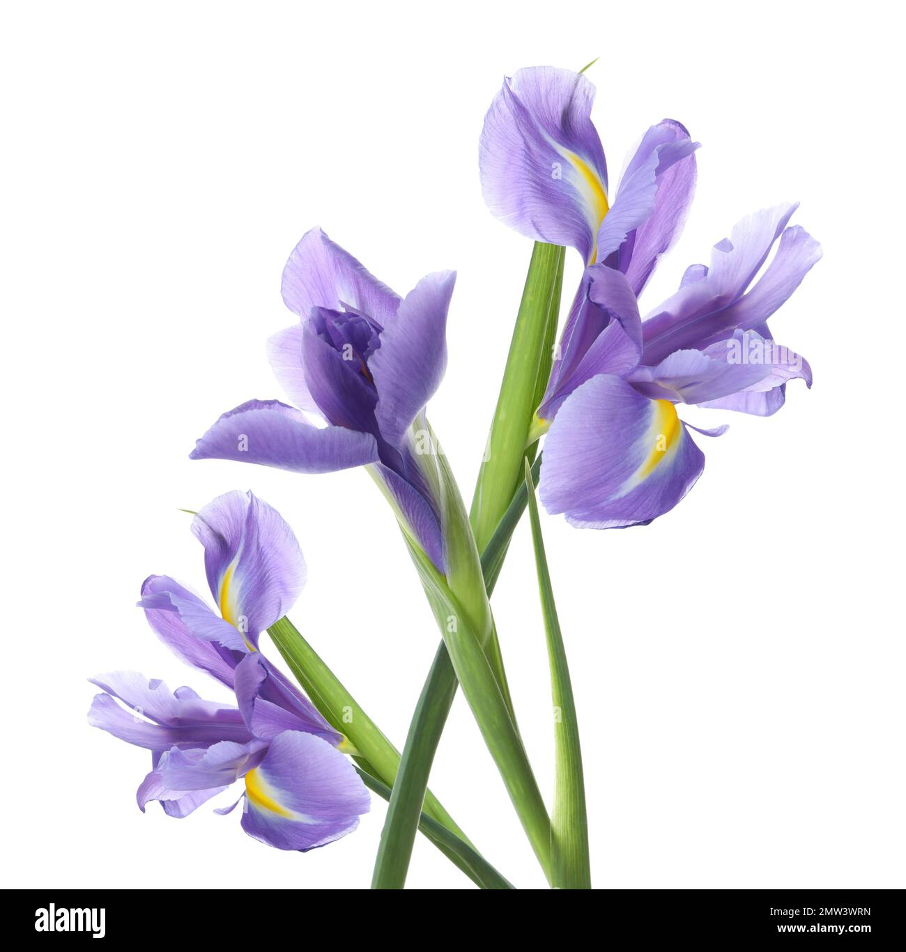 Beautiful tender spring flowers on white background Stock Photo - Alamy