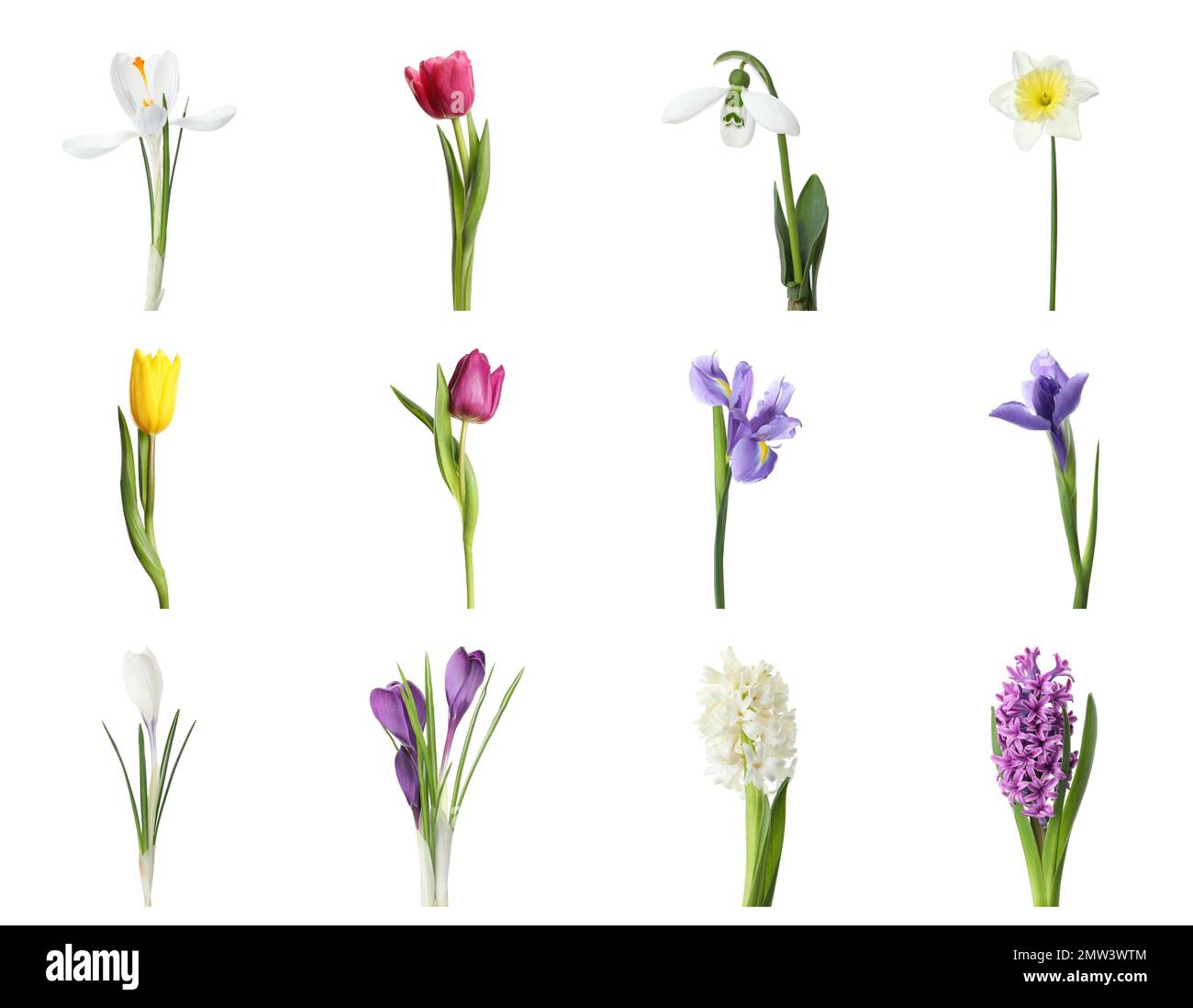 Collage with beautiful spring flowers on white background Stock Photo ...
