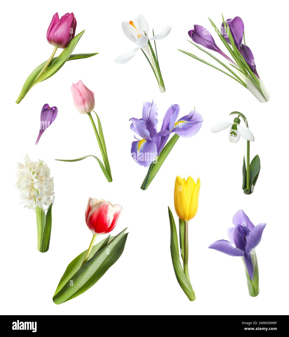 Collage with beautiful spring flowers on white background Stock Photo ...