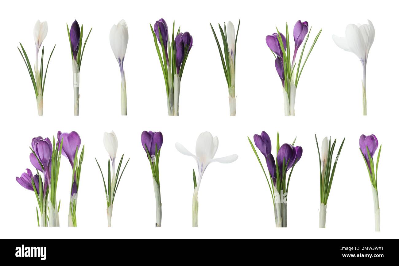 Set of beautiful crocuses on white background. Spring flowers Stock ...