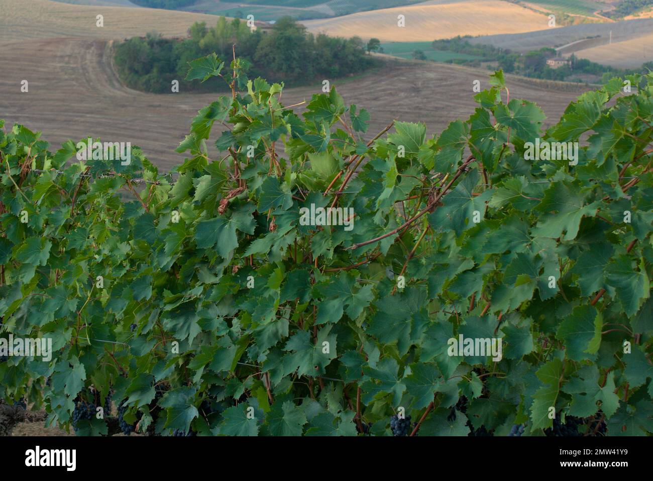 Hojas de uvas hi-res stock photography and images - Alamy
