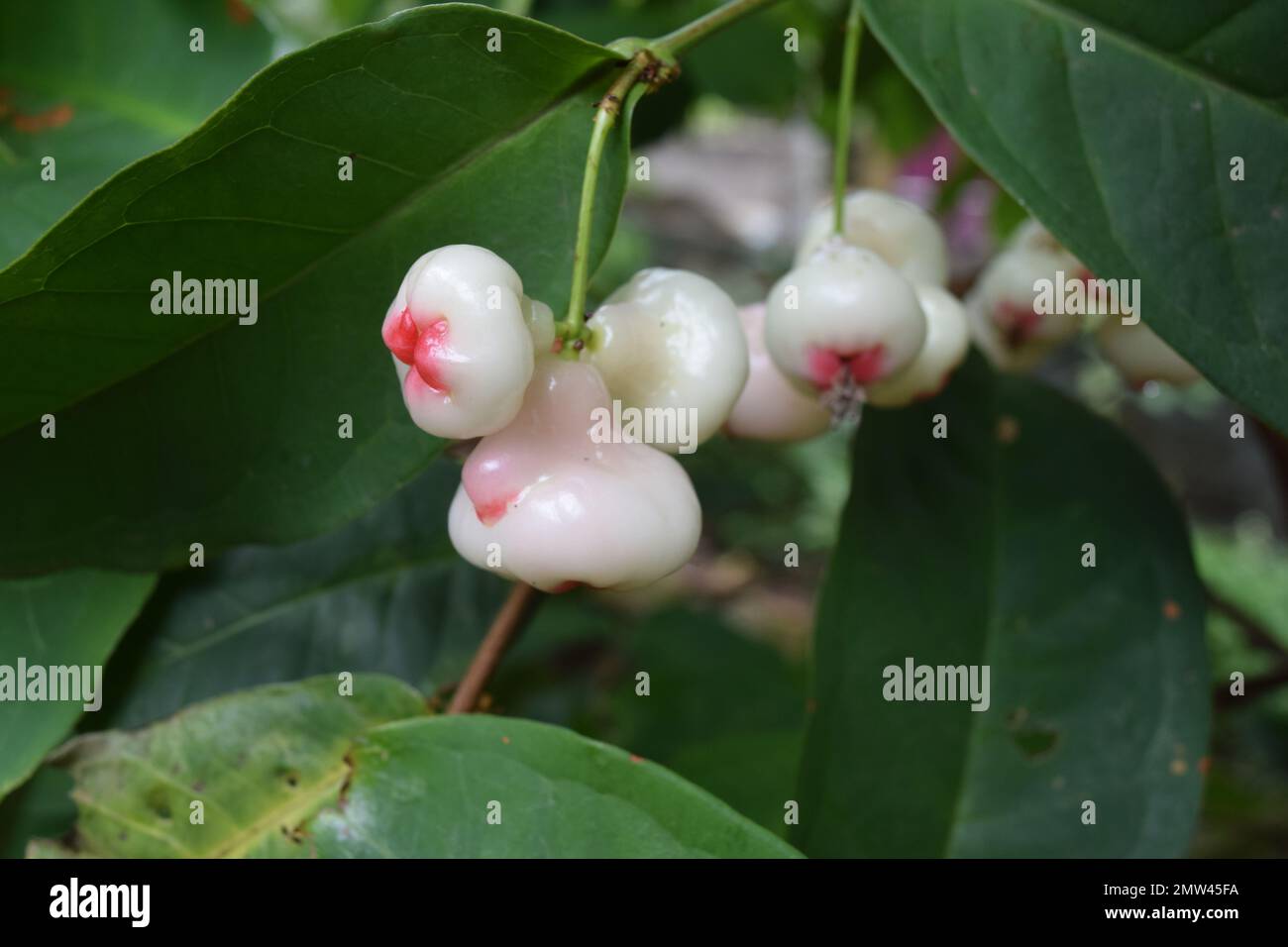 Champakkai hi-res stock photography and images - Alamy