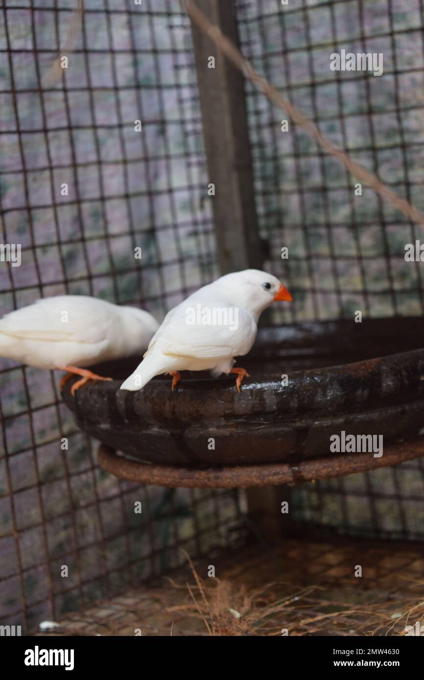 white finches birds ready to bathing beautiful photo Stock Photo - Alamy
