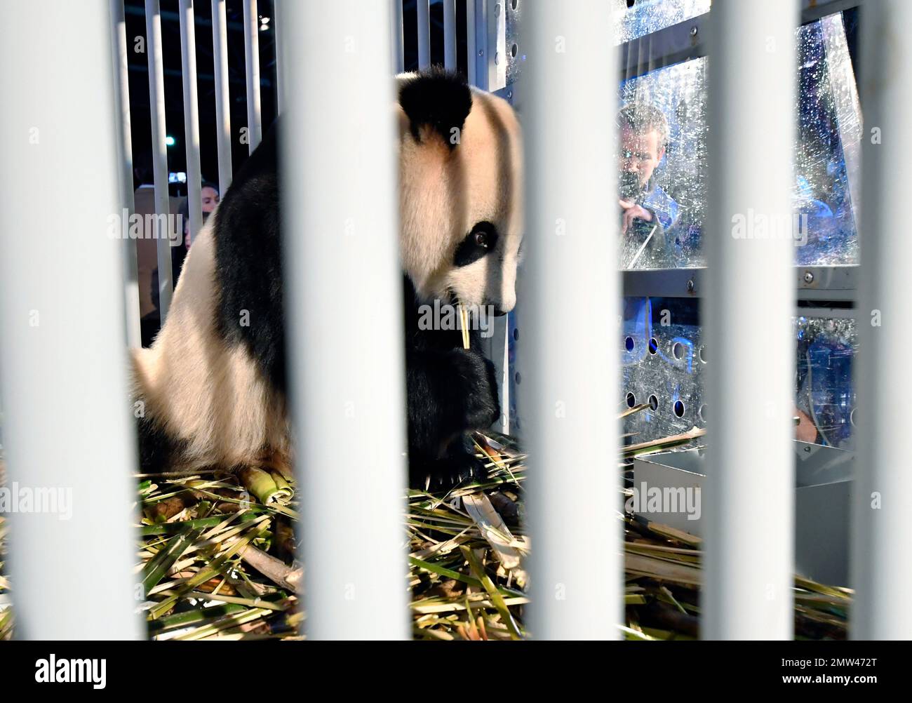One of two giant pandas, female Wu Wen and male Xing Ya, is placed on ...
