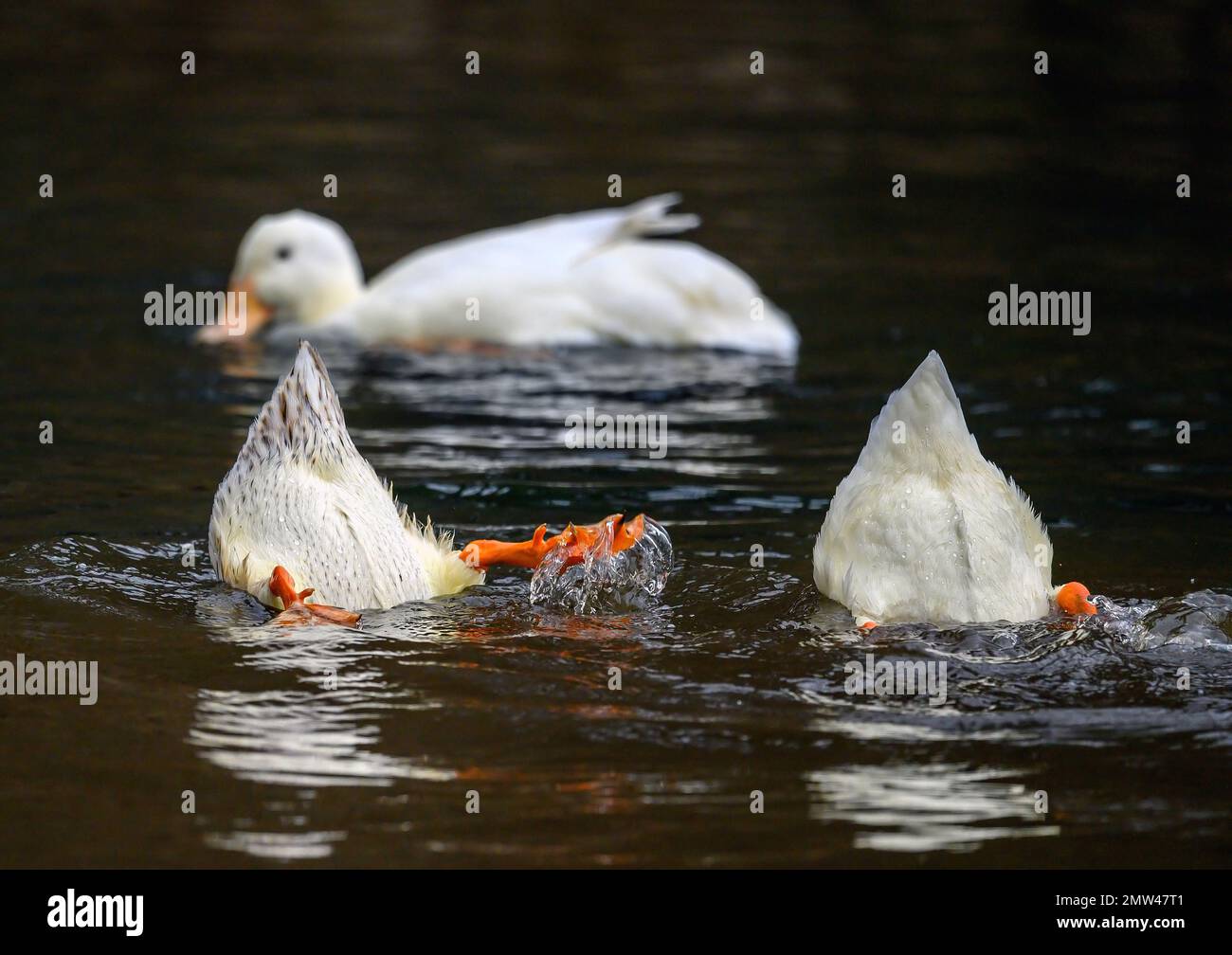 Three ducks with two diving showing their tail feathers and feet. Two ...