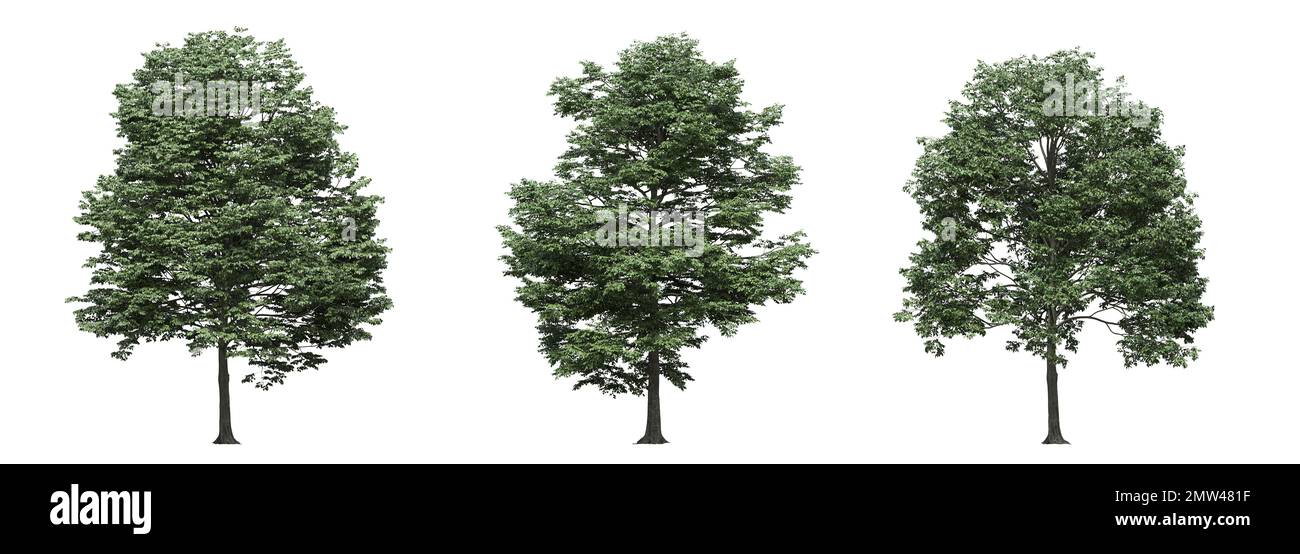 big tree, isolated on white background, 3D illustration, cg render ...