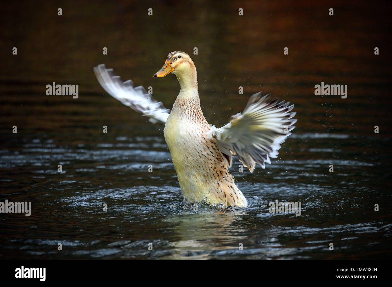 A brown duck flapping its wings. A duck on one of the Keston Ponds in ...