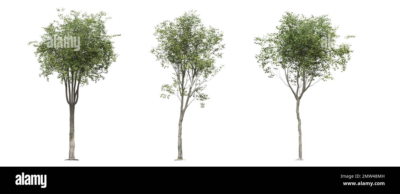 big tree, isolated on white background, 3D illustration, cg render ...