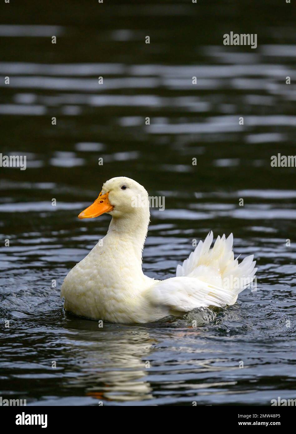 A white duck swimming on the water. A duck on one of the Keston Ponds ...