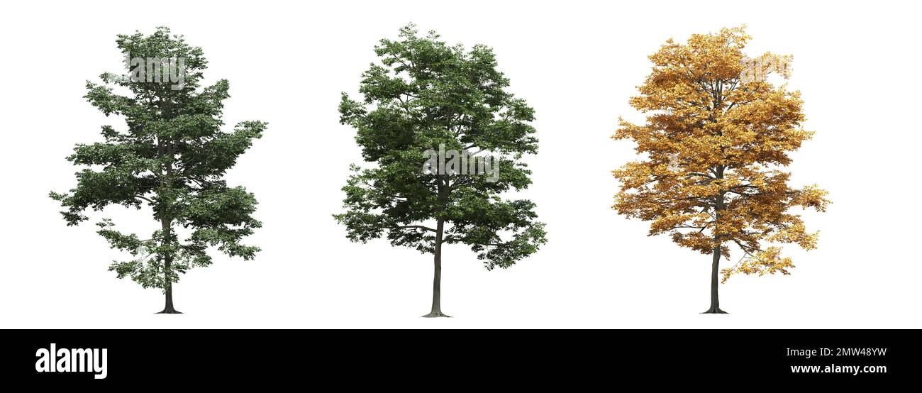 big tree, isolated on white background, 3D illustration, cg render ...