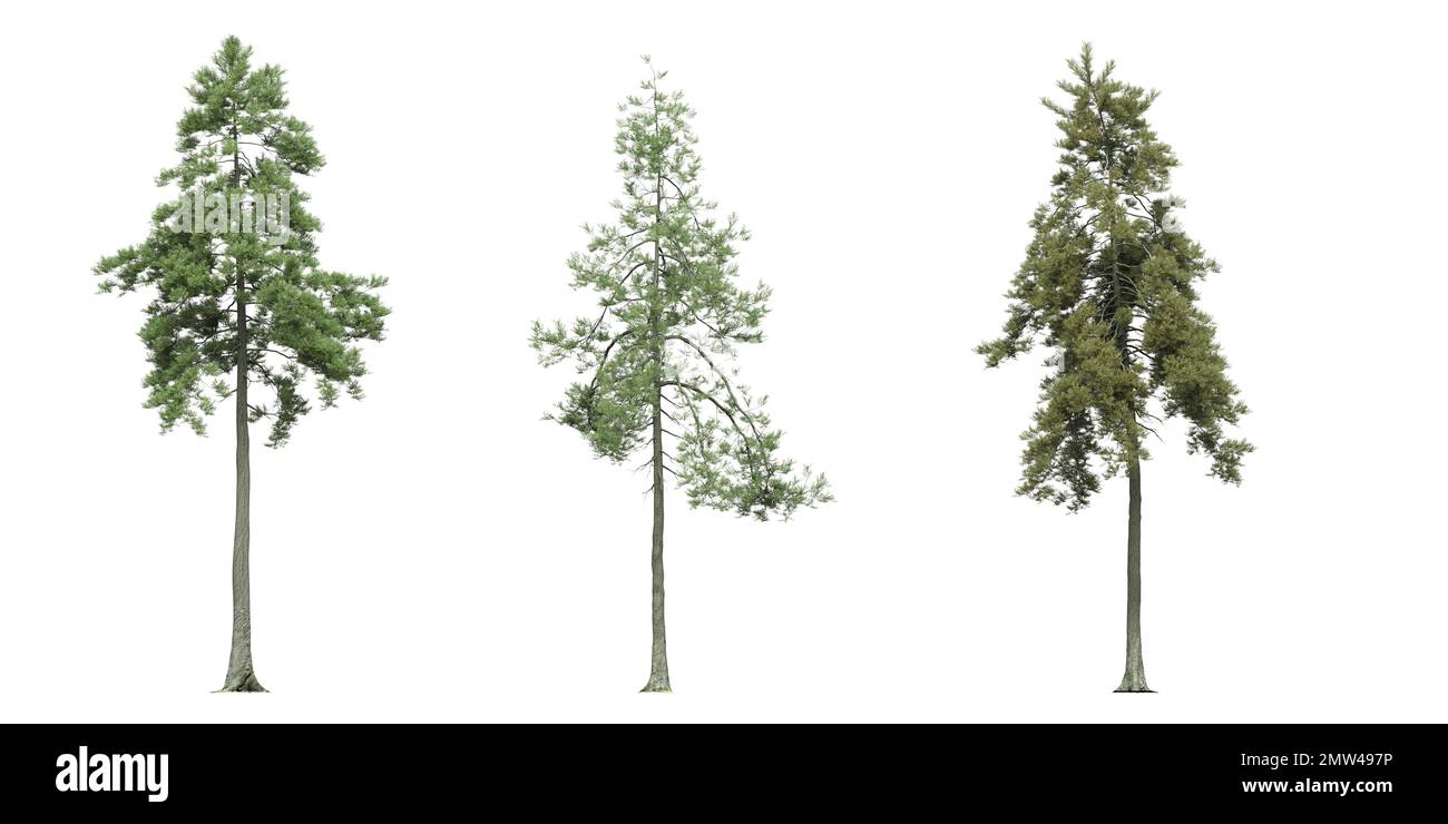 big tree, isolated on white background, 3D illustration, cg render ...