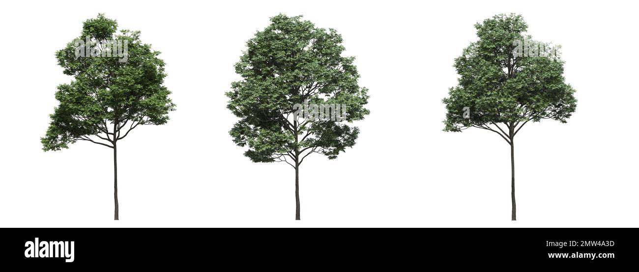 big tree, isolated on white background, 3D illustration, cg render ...