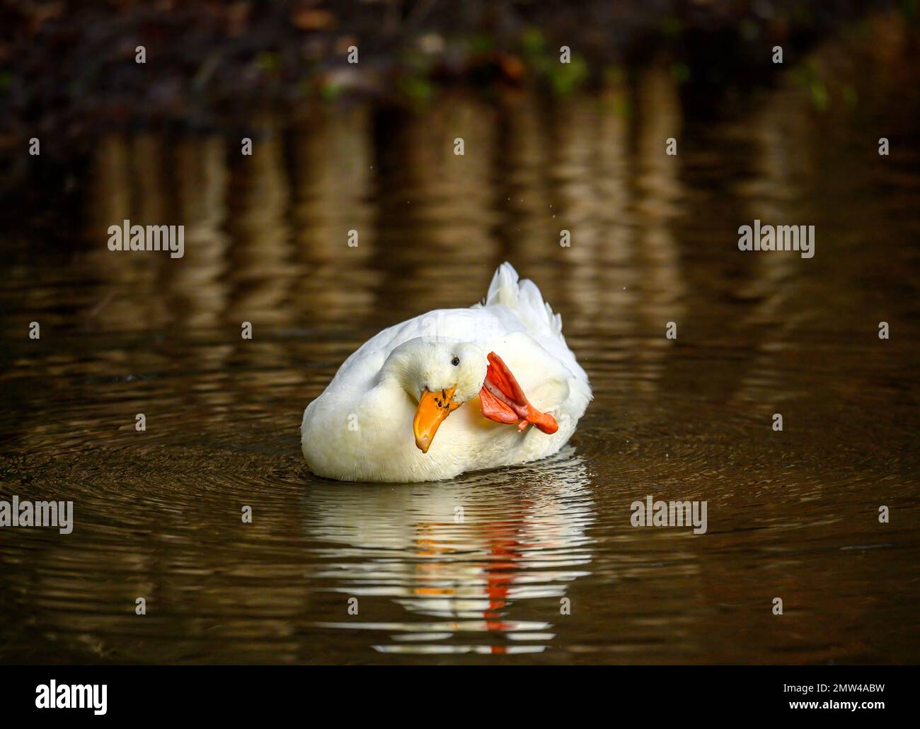 A white duck swimming on the water and scratching its head with its ...
