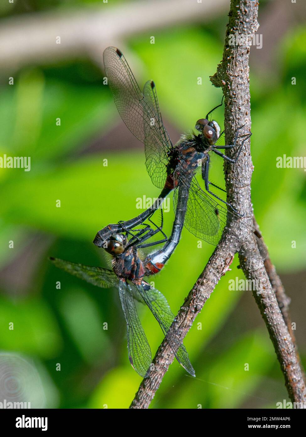 This pair of Crimson-ringed Whiteface dragonflies were photographed ...