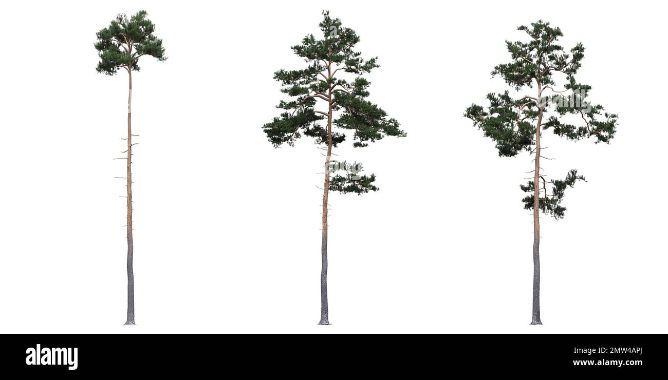 big tree, isolated on white background, 3D illustration, cg render ...