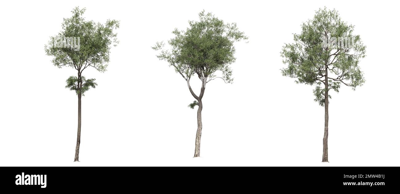 big tree, isolated on white background, 3D illustration, cg render ...