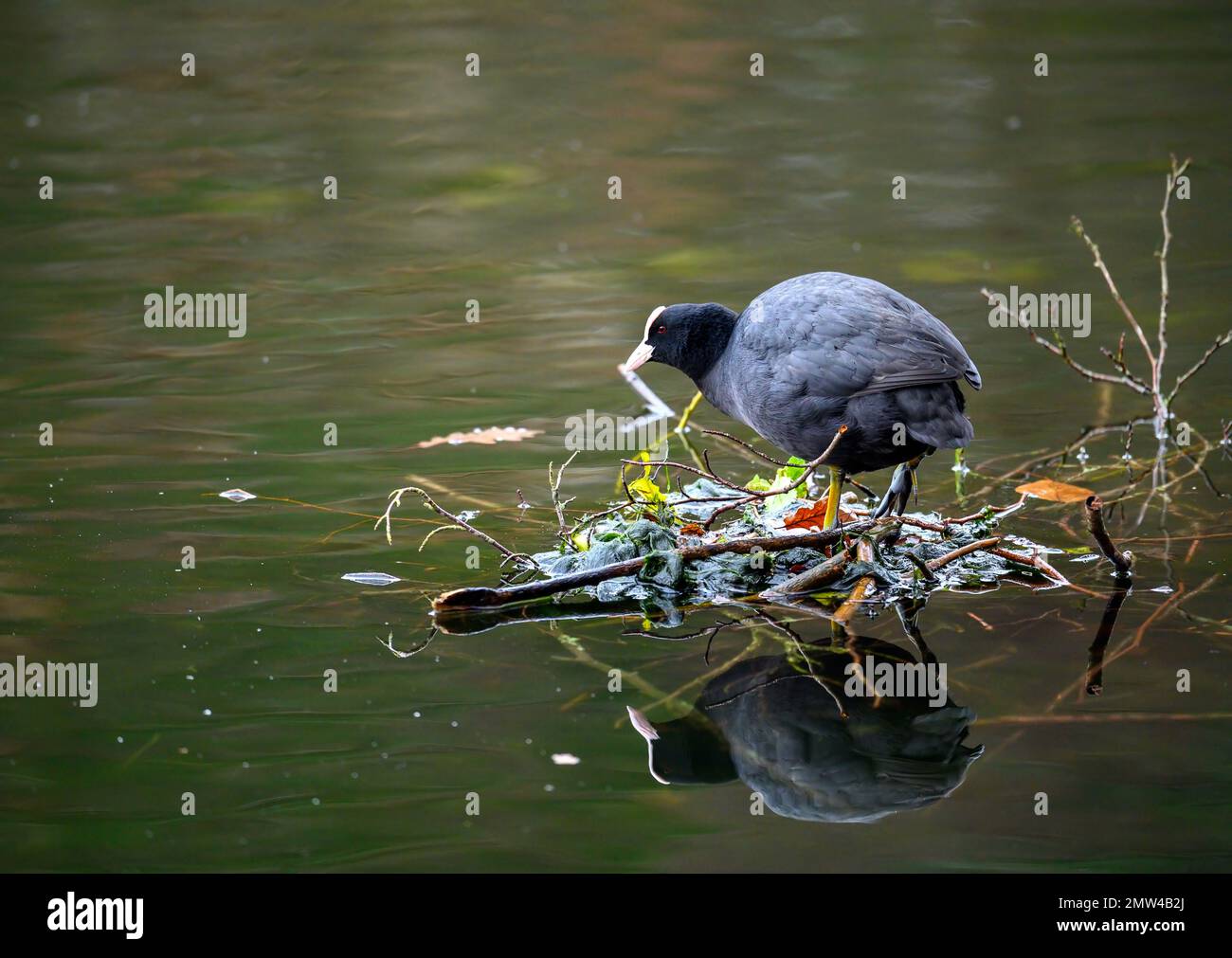 A coot standing on a small island in a lake with its reflection in the ...
