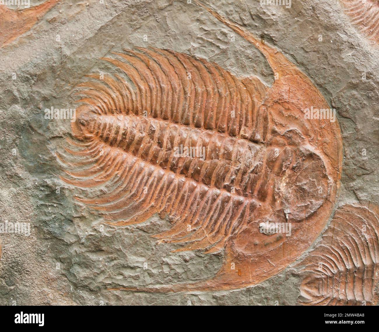 Trilobites hi-res stock photography and images - Alamy