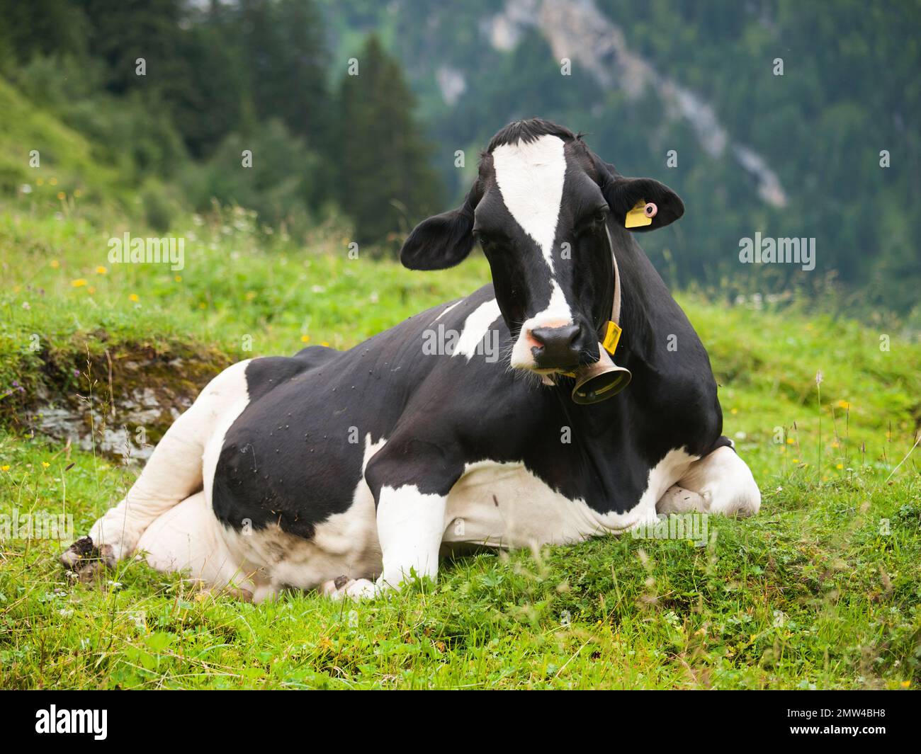 Cow having rest on meadow Stock Photo - Alamy