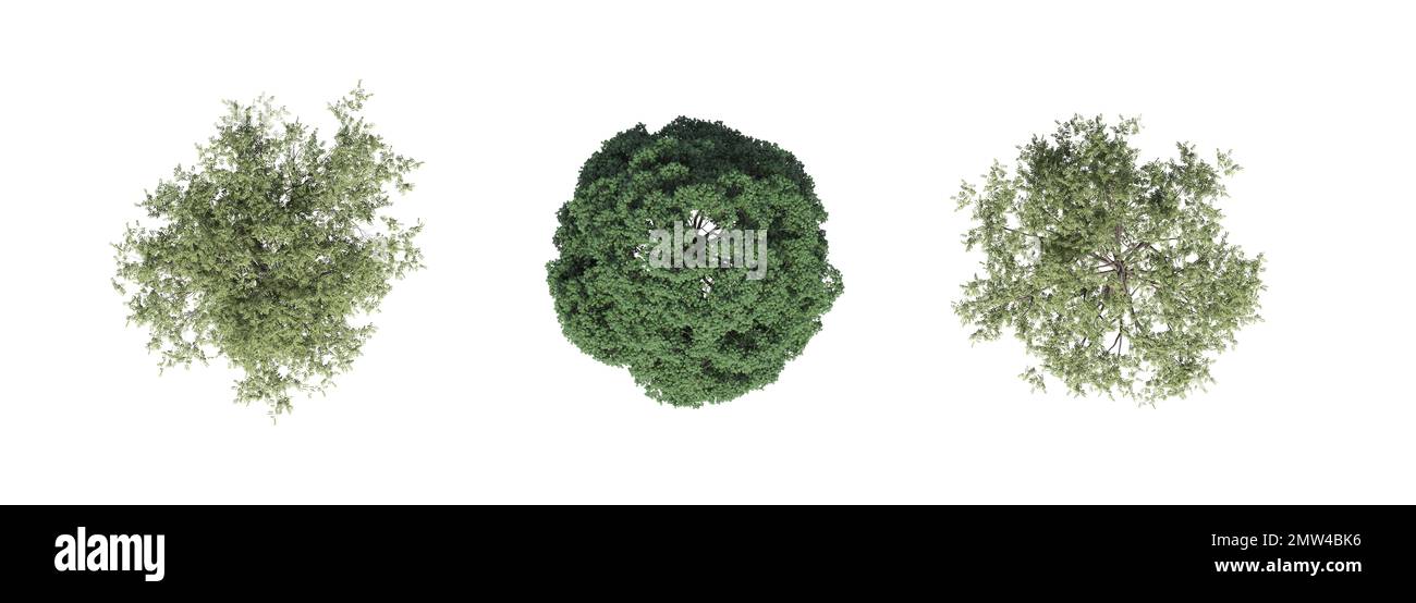 tree top view, isolated on white background, 3D illustration, cg render ...