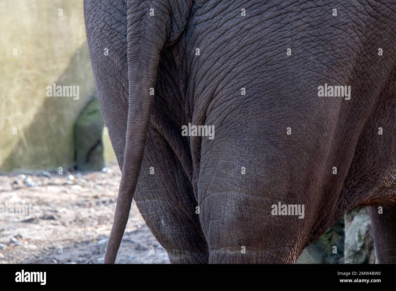 The Butt Of An Elephant At Amsterdam The Netherlands 8-11-2022 Stock ...