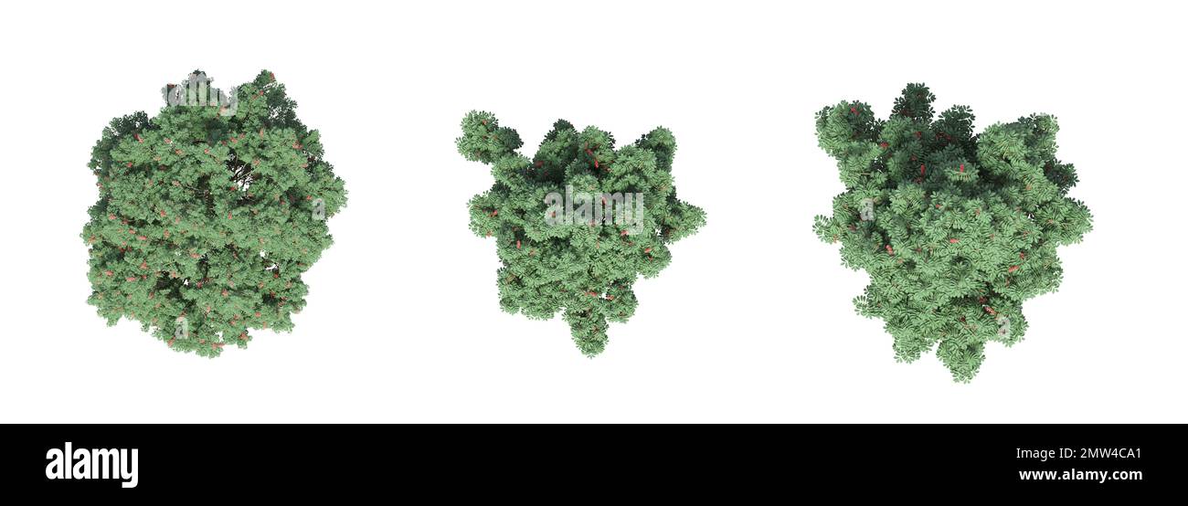 tree top view, isolated on white background, 3D illustration, cg render ...