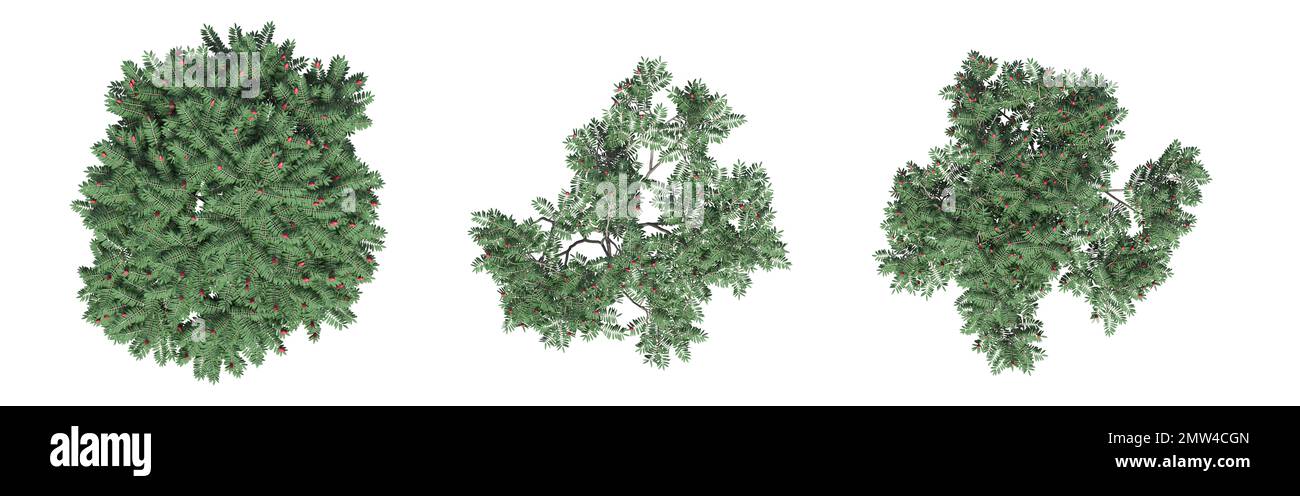 tree top view, isolated on white background, 3D illustration, cg render ...