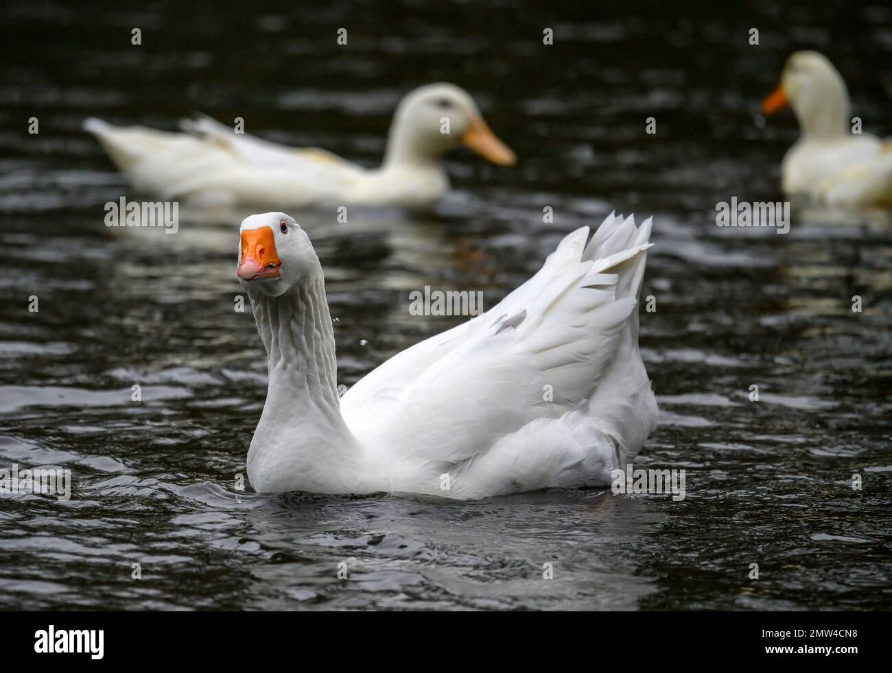 Kent lake swimming hi-res stock photography and images - Alamy