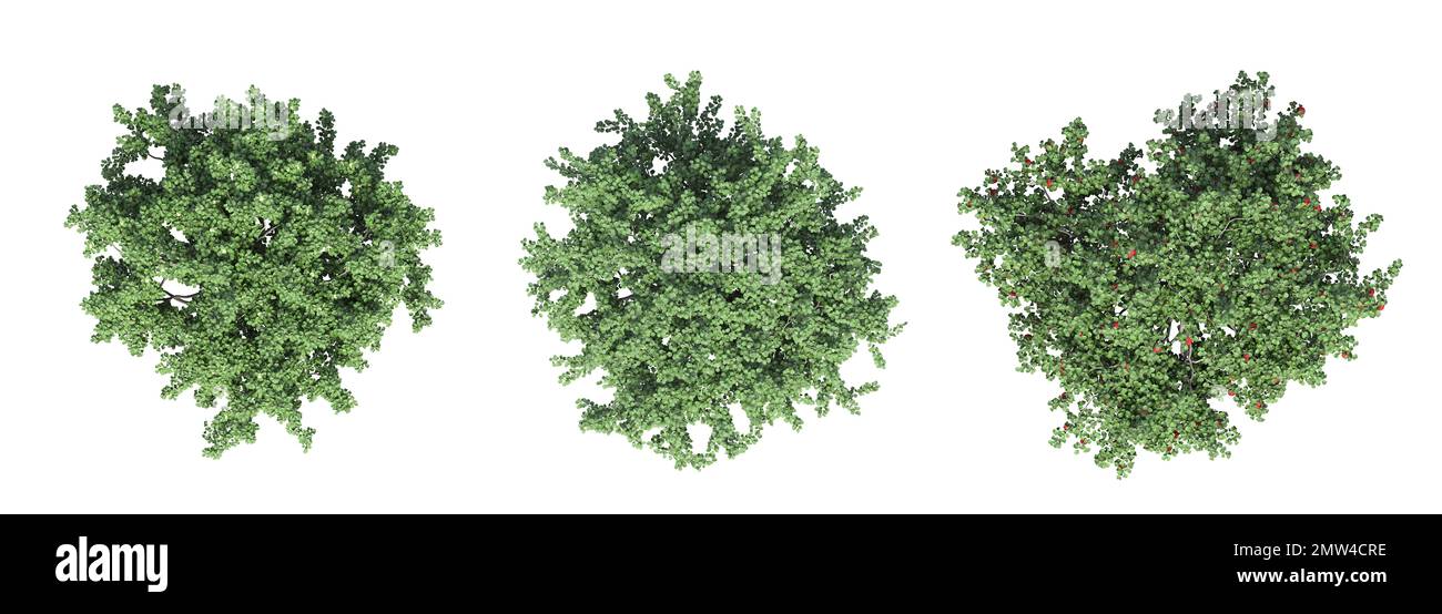 tree top view, isolated on white background, 3D illustration, cg render ...