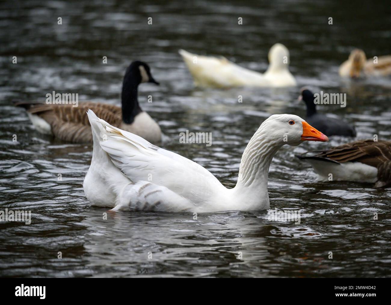 A white goose with orange beak swimming on a lake with other water ...
