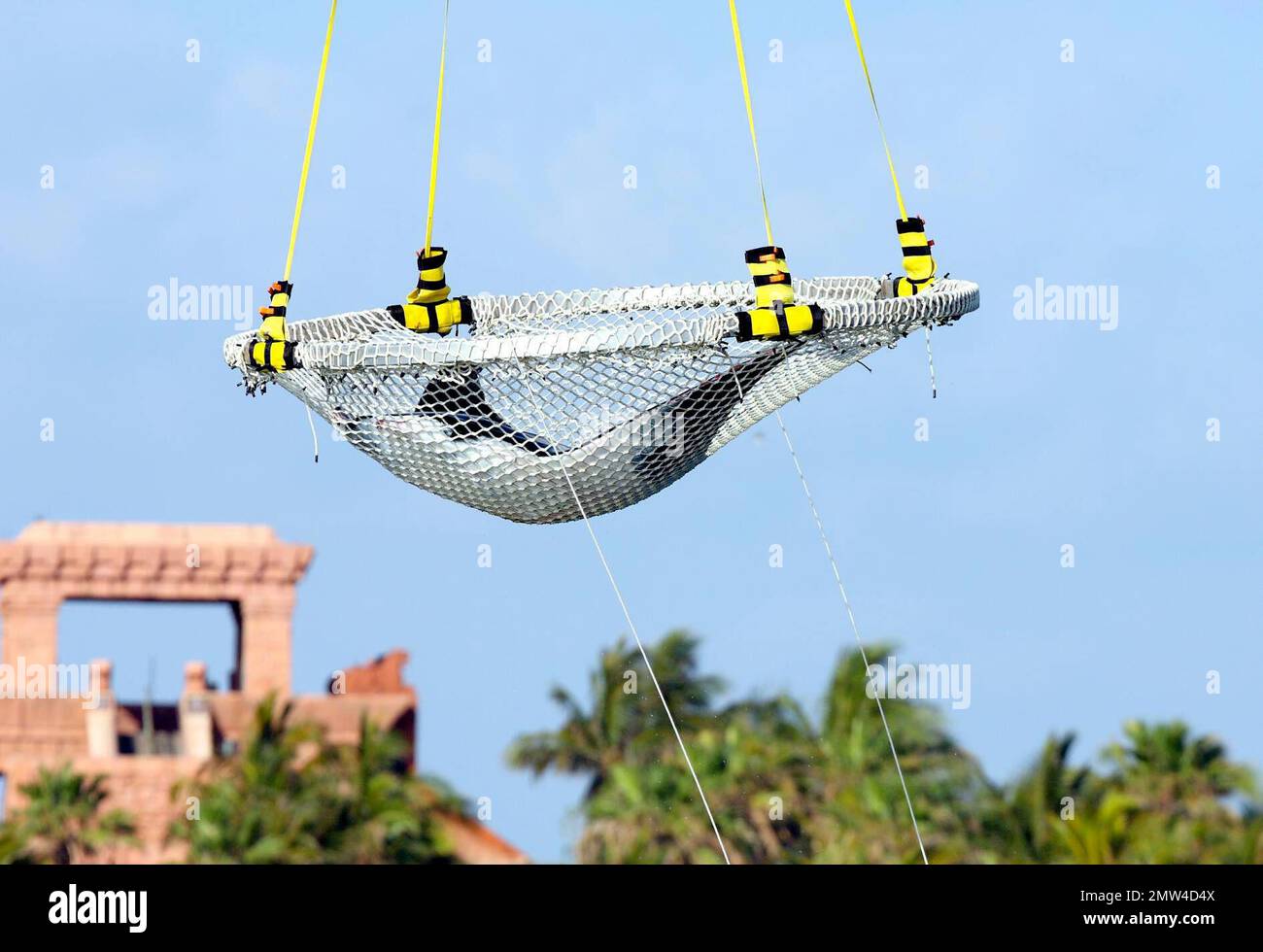 Zeus the manta ray is released into the wild at the Atlantis resort ...