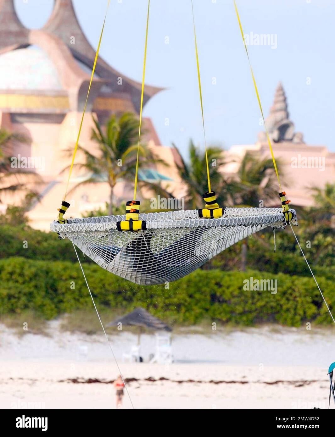 Zeus the manta ray is released into the wild at the Atlantis resort ...